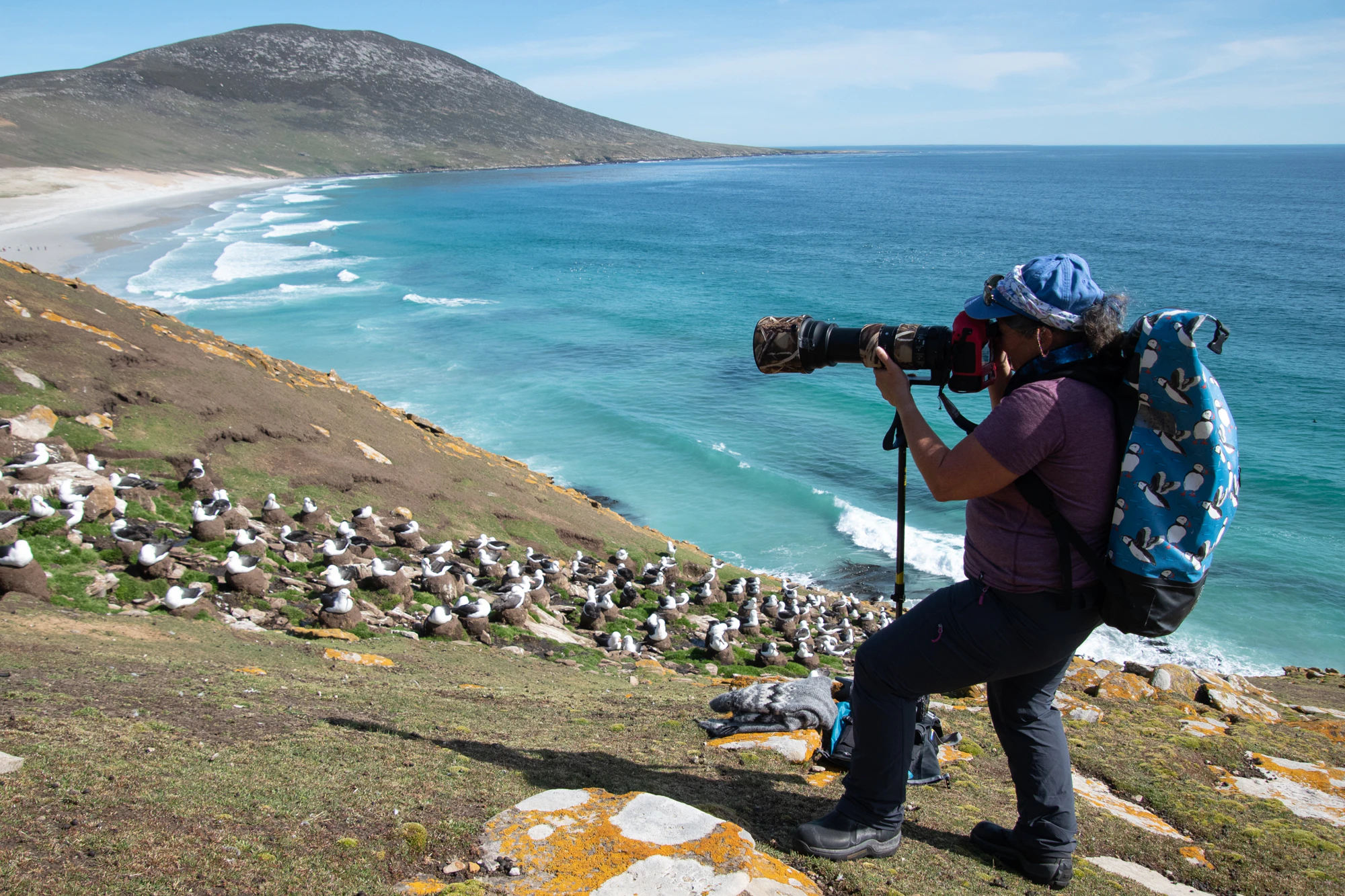 Saunders Island, Falkland Islands | Swoop Antarctica