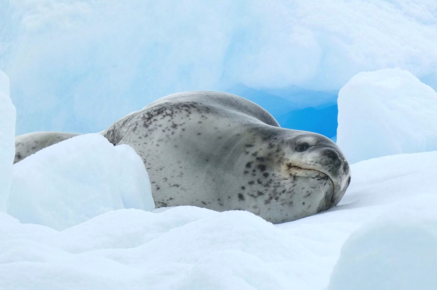 Seals of Antarctica | Swoop Antarctica