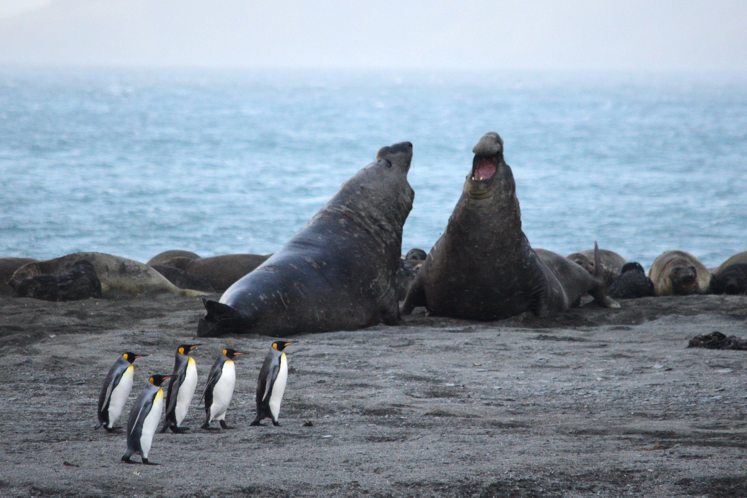 Seals of Antarctica | Swoop Antarctica
