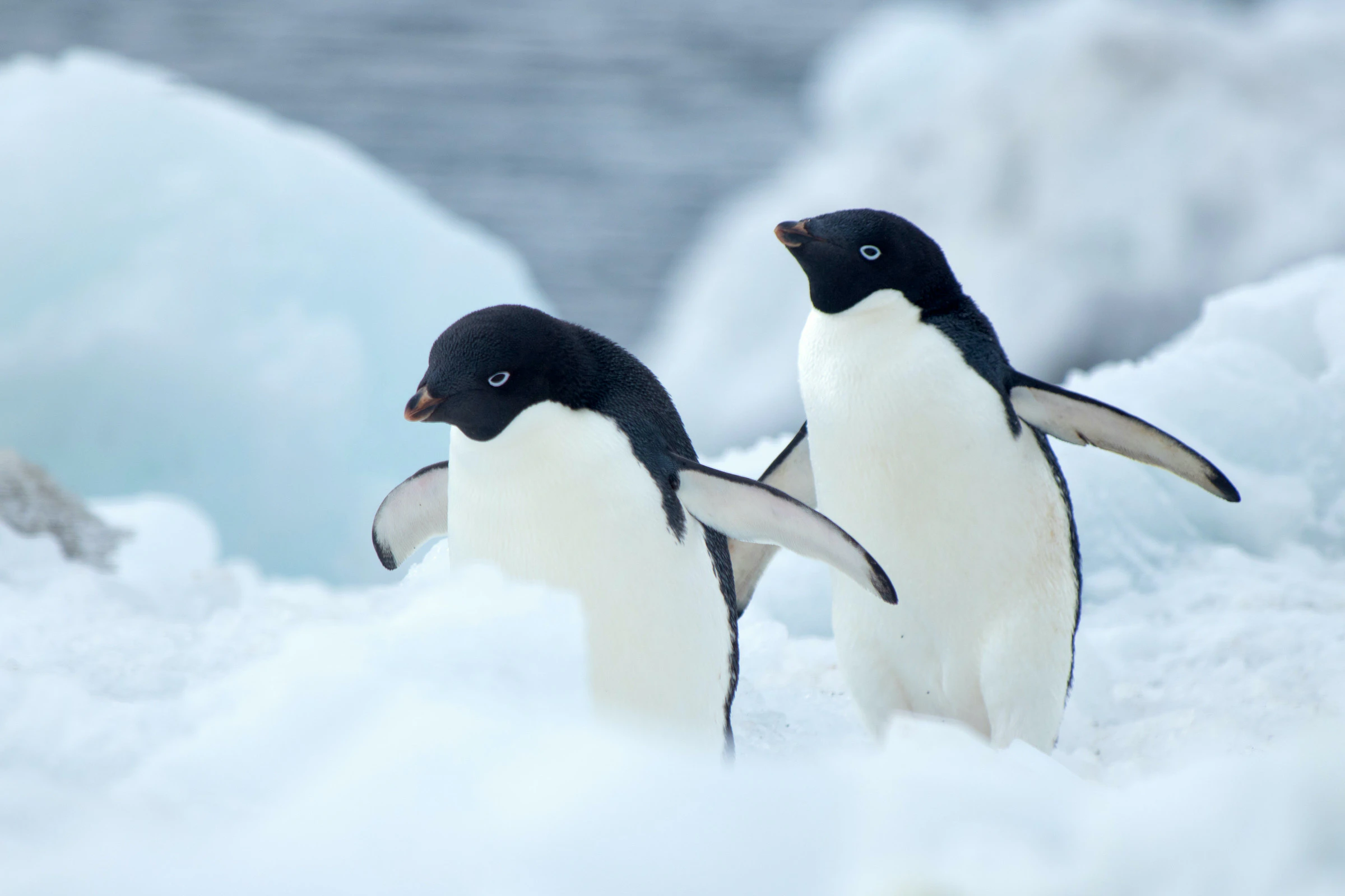 What to expect in Antarctica - Swoop Antarctica