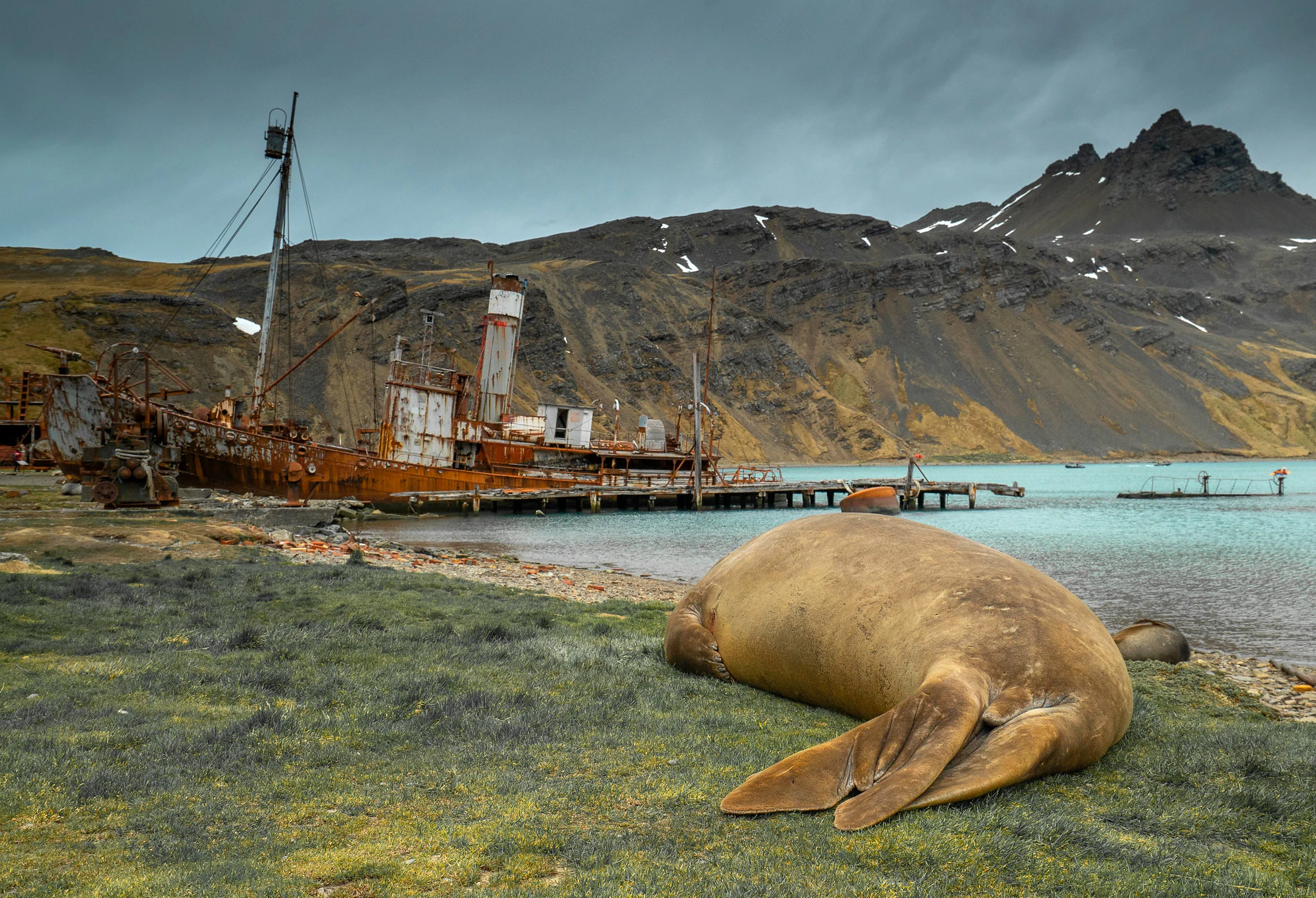 Grytviken, South Georgia | Swoop Antarctica