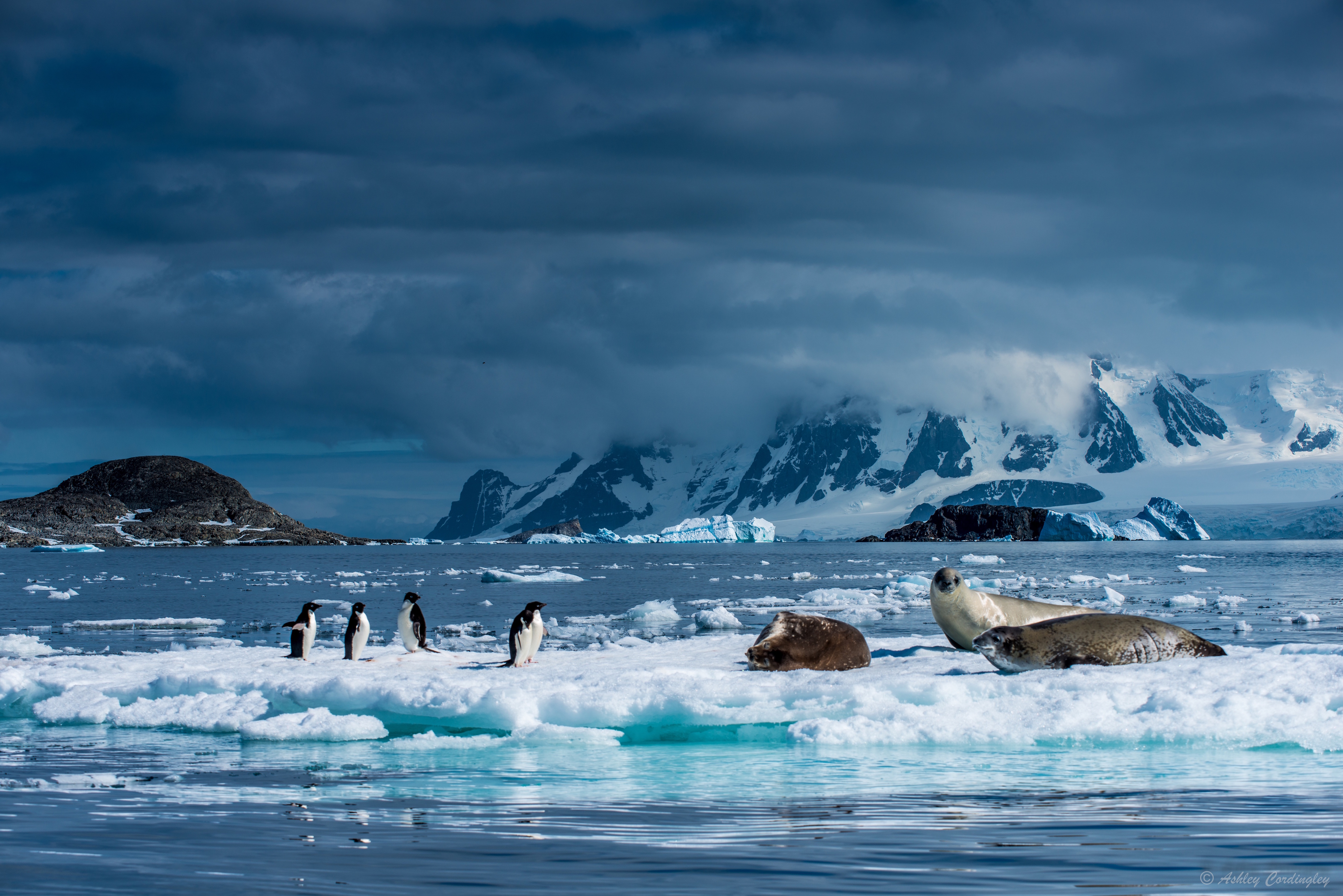 Antarctic Circle Cruises | Swoop Antarctica
