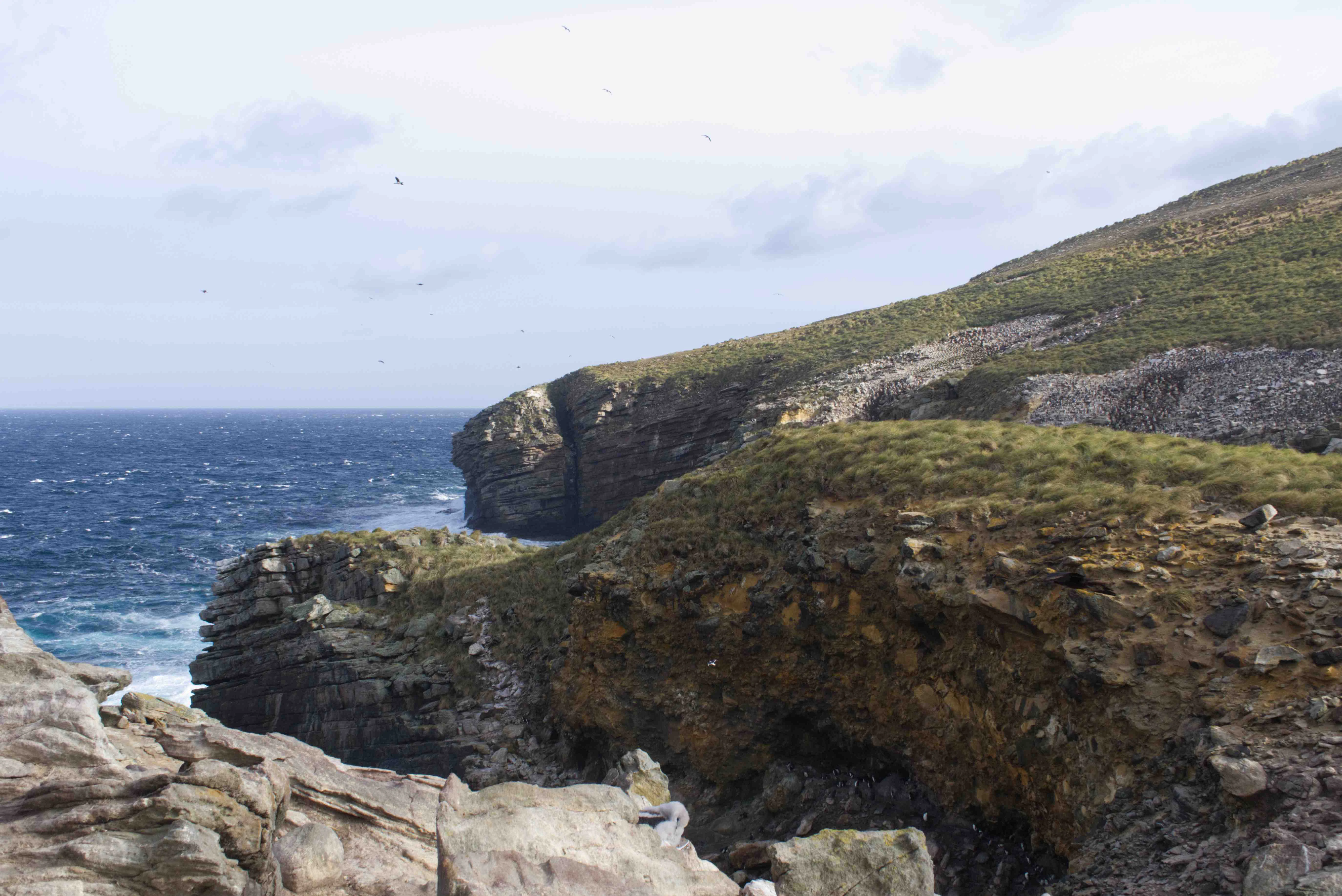 Saunders Island, Falkland Islands | Swoop Antarctica